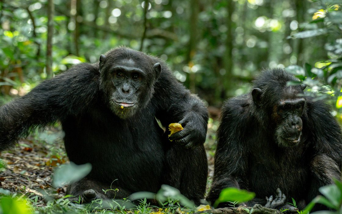 Visiting Kibale National Park for Chimpanzee trekking in 2025
