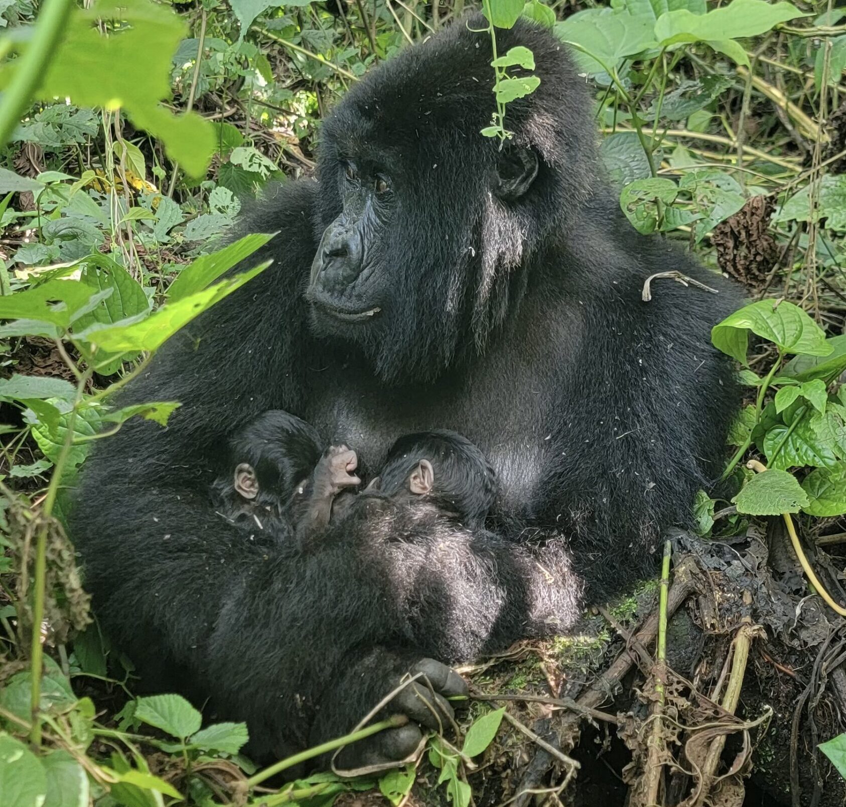 Rare Mountain Gorilla Twins Born in Virunga National Park | Congo